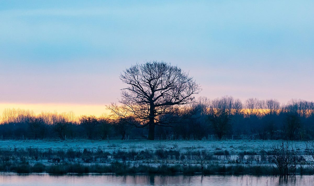 Winter Wind Through Bare Branches | by SAMURAIHIKER | Jan, 2026 | Medium