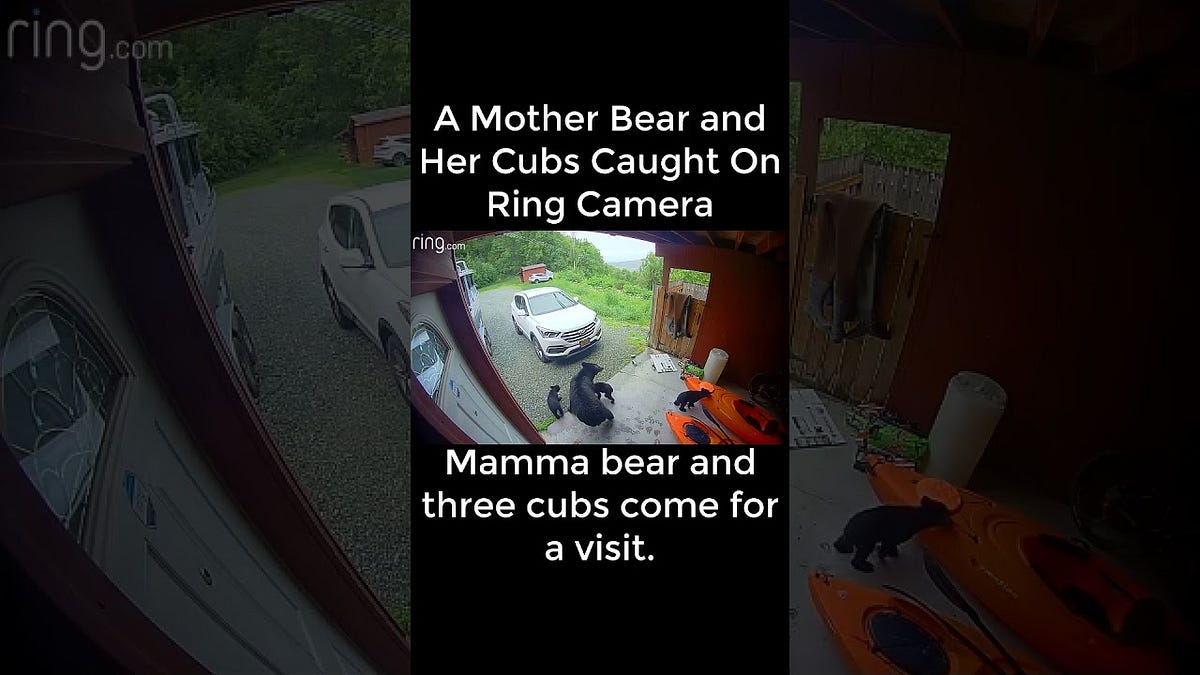 A Mother Bear and Her Cubs Caught On Ring Camera | Doorbell Camera ...