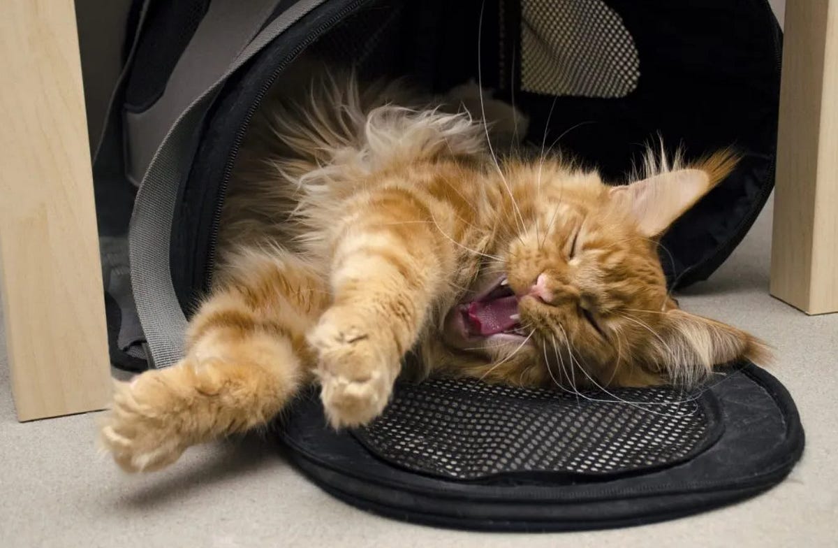 Pet Ami Backpack For Maine Coon Cat Travels | by Maine Coon Cats | Medium