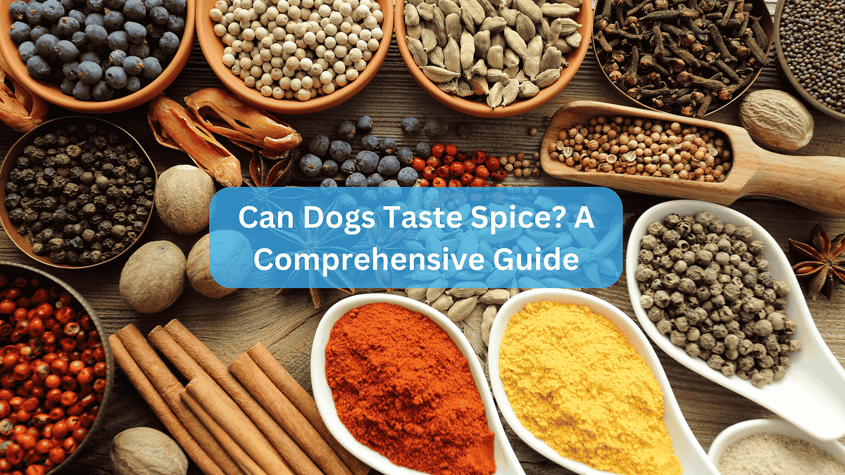 Can Dogs Taste Spice? A Comprehensive Guide | by Kartikey dwivedi | Oct ...