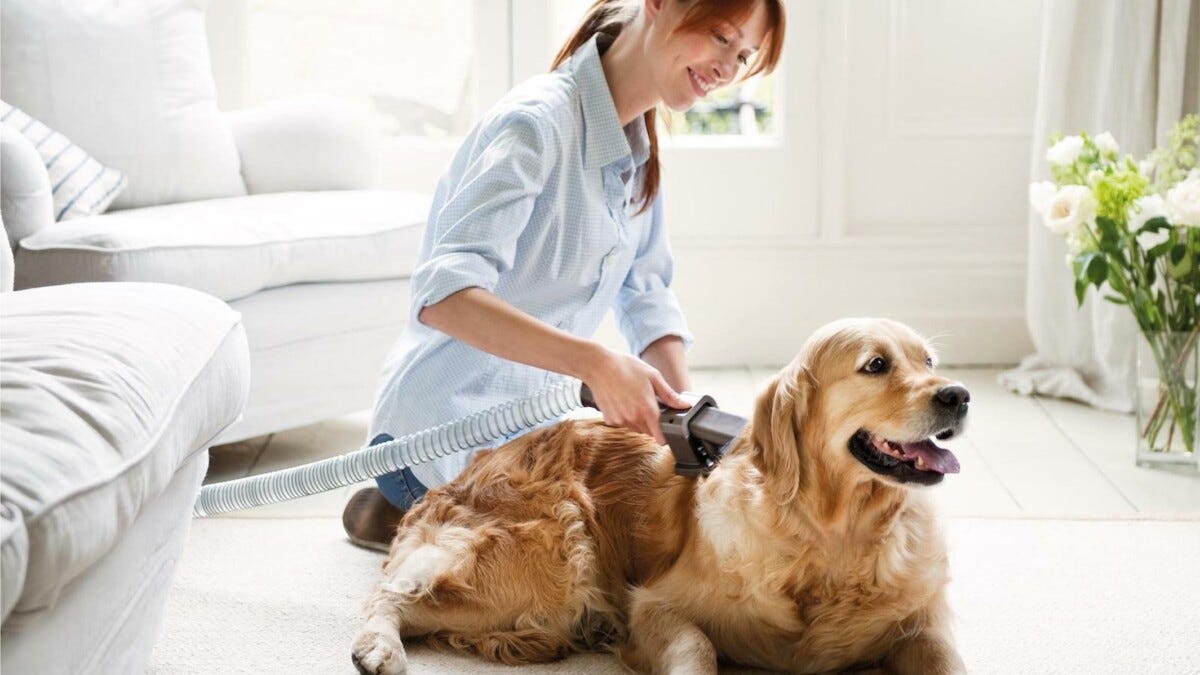 Latest pet gadgets you can buy for your furry friends | by Gadget Flow ...