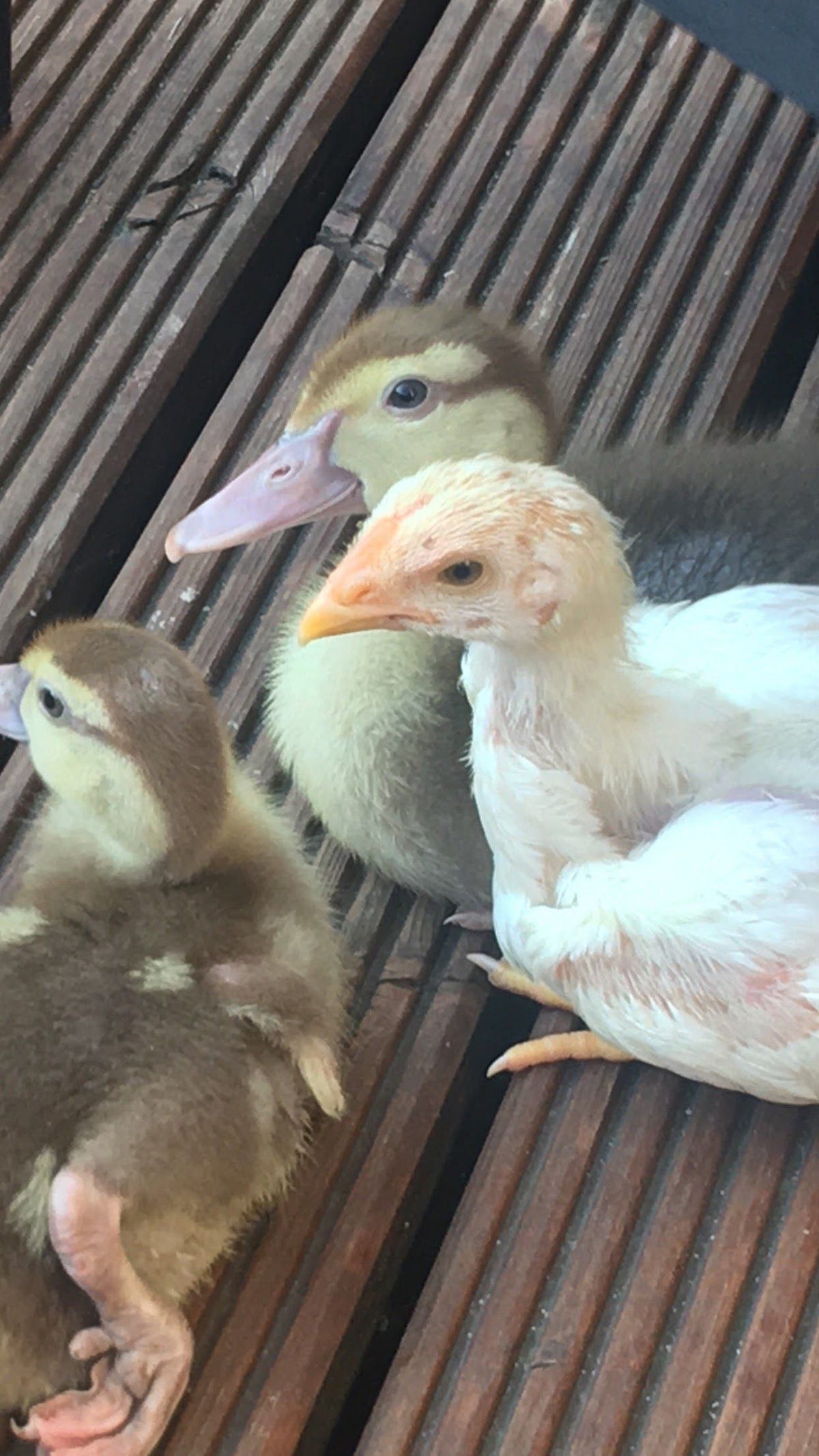 Muscovy Ducks — The unique waterfowl with bags of personality | by ...