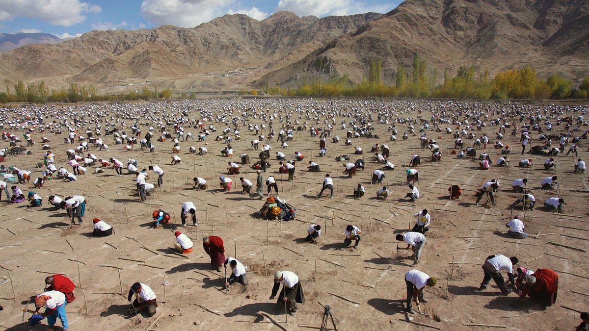 Phantom Forests: The debacle stories of failed mega tree planting ...