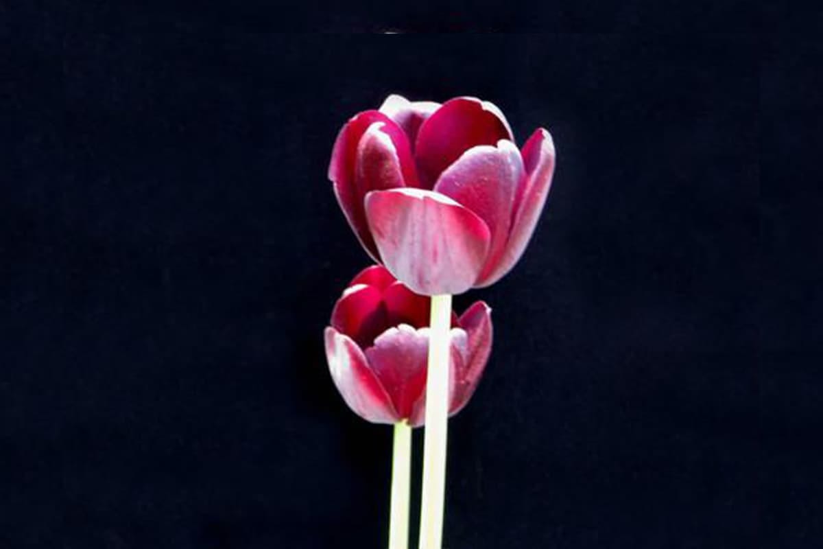 Learn About the Night Tulip: Basics, Growth and Value | by Peggie Wang ...