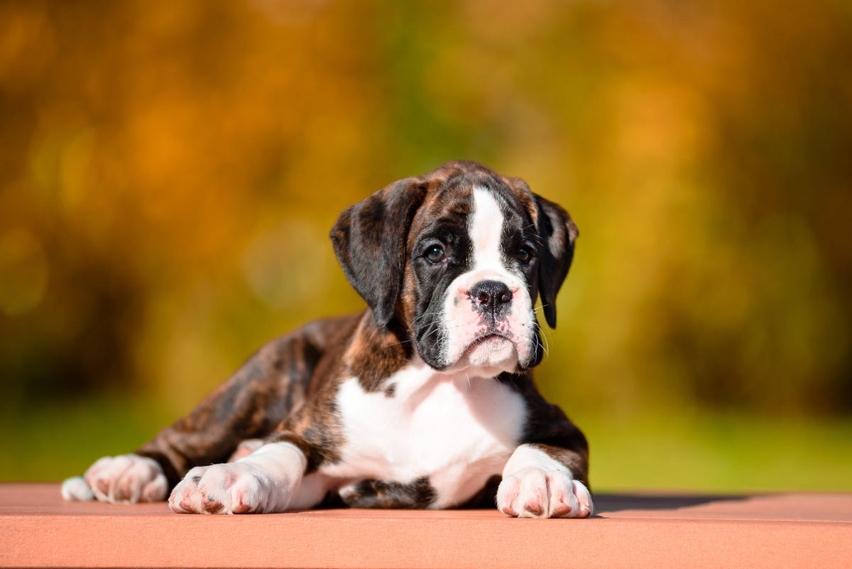 BOXER PRICE IN INDIA | BUY BOXER PUPPIES IN INDIA | by mrnmrspet | Medium