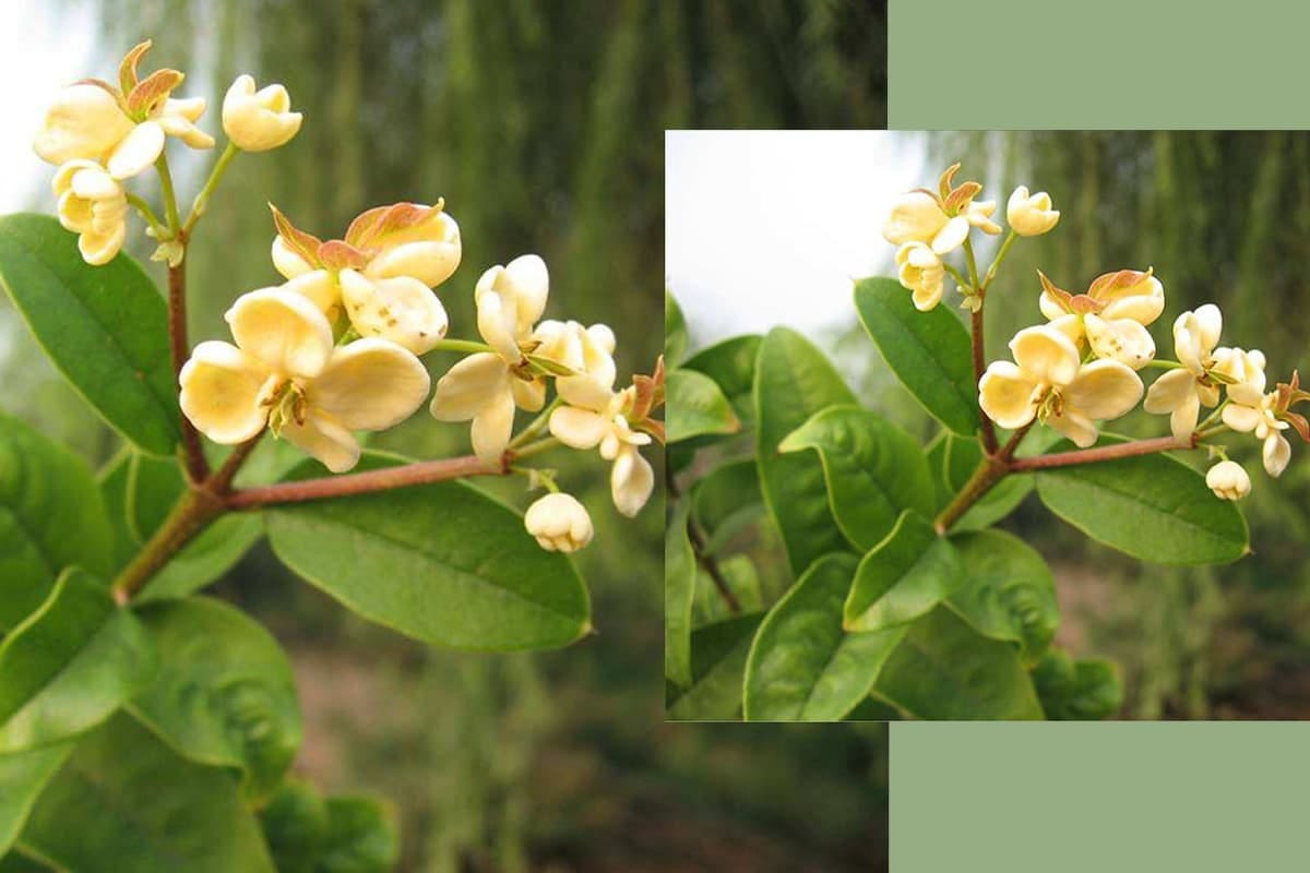 Osmanthus ‘Tian Xiang Taige’: The Fragrant Marvel of Sweet Olive | by ...