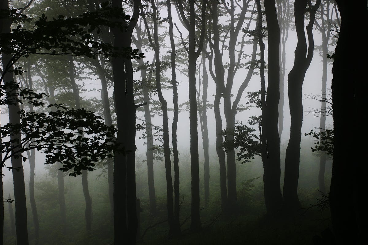 Dark Tree: The Birth of Slocum’s Hollow | by Jeff Suwak | The Slocum’s ...