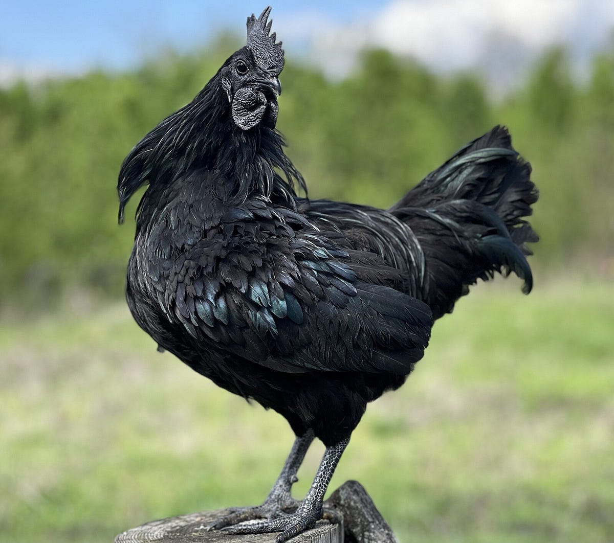 What Breeds Make a Zombie Chicken? Discover Its Origins and Unique ...