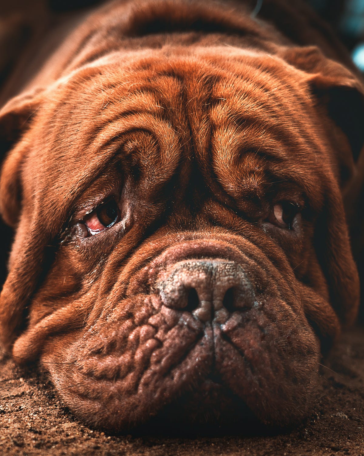 These Are The Dog Days On Medium. The graveyard where your claps are ...