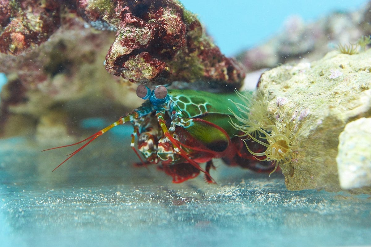 The Shrimp That Punches Faster Than a Bullet: What Is Really Hidden ...