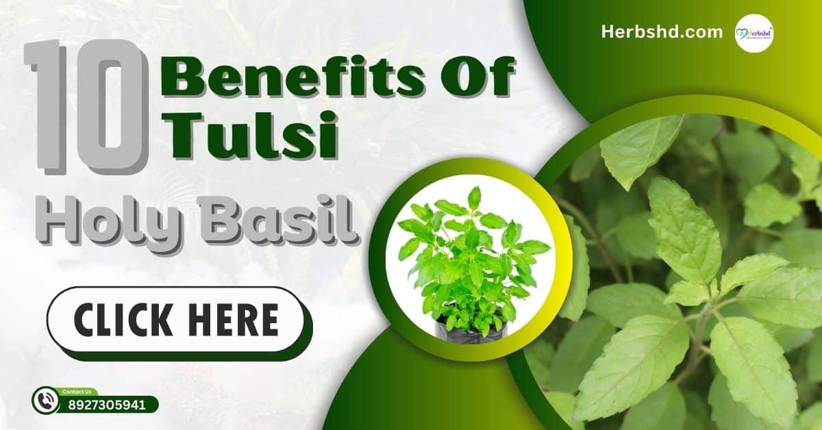 10 Benefits Of Tulsi (Holy Basil) | by herbshd.com | Dec, 2023 | Medium