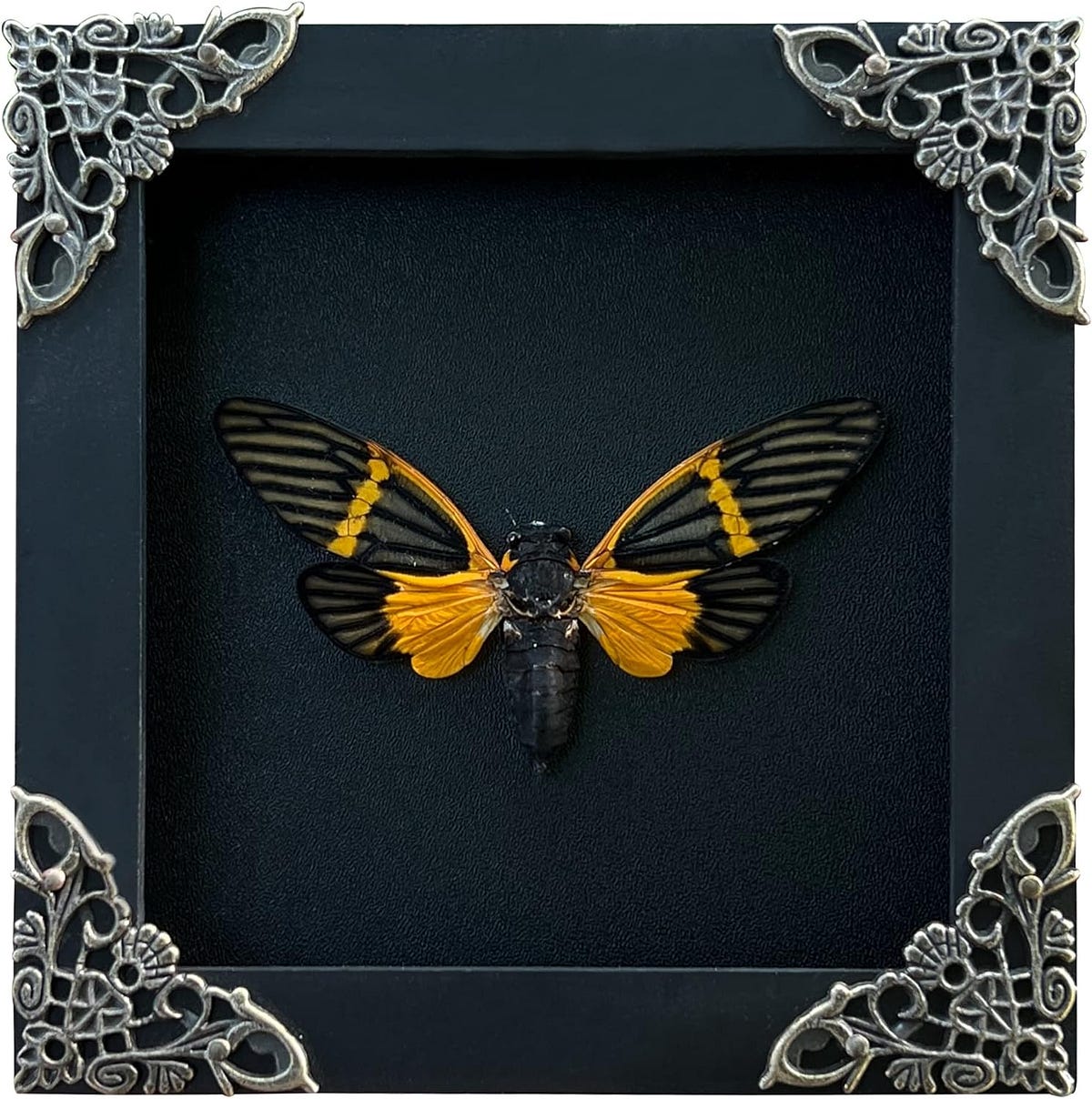 Real Framed Yellow Wings Butterfly Cicada Review | by Maria Kitchens ...