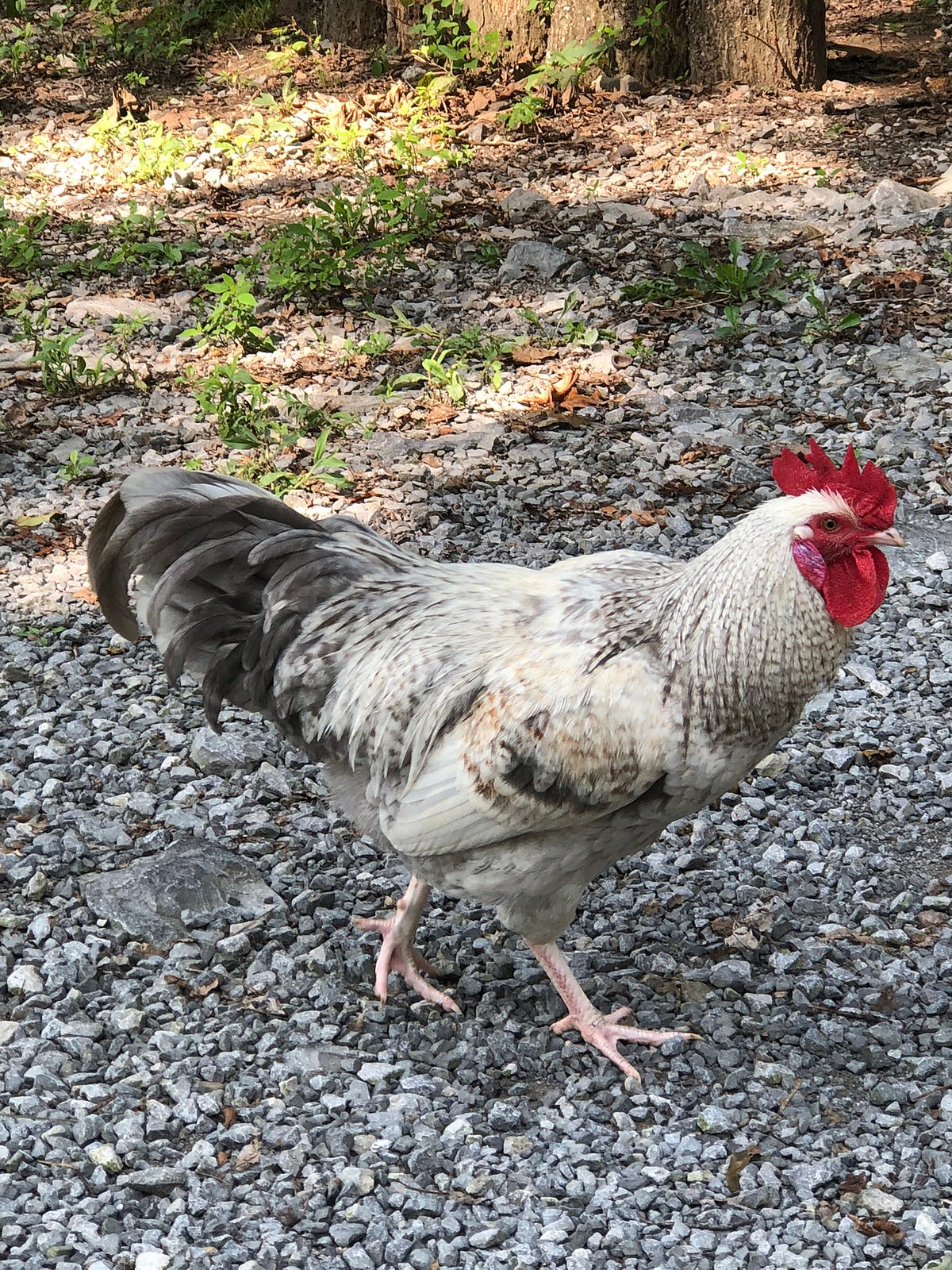Columbian Wyandotte Chickens