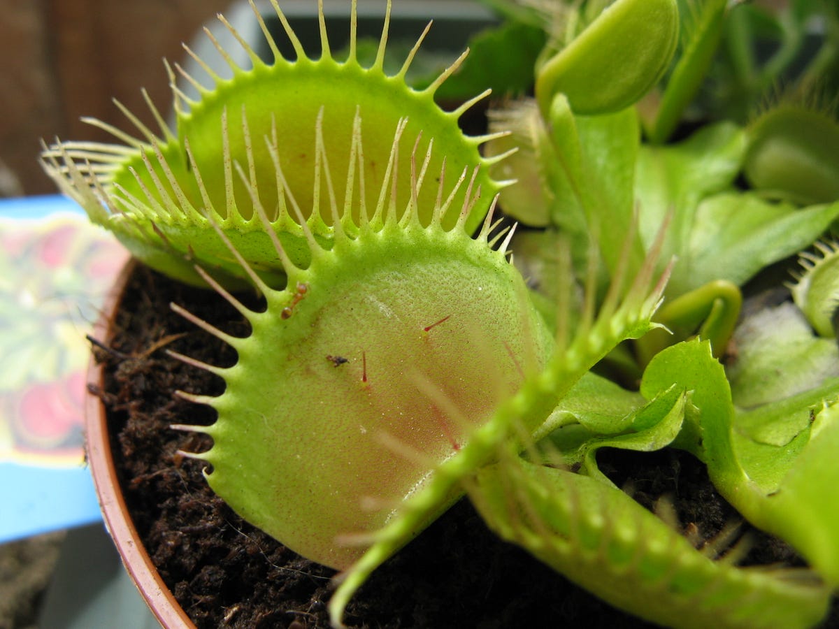 Feeding a Dionaea | by Masumi Mutsuda | mutsuda