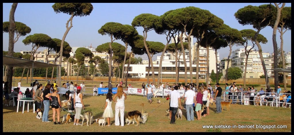 Beirut Gets Own Dog Show | by Mustapha Hamoui | Beirut Spring