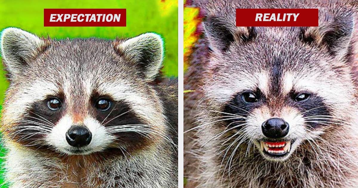 10 Cutest Animals You’d Best Back Away From | by Rocks | Medium