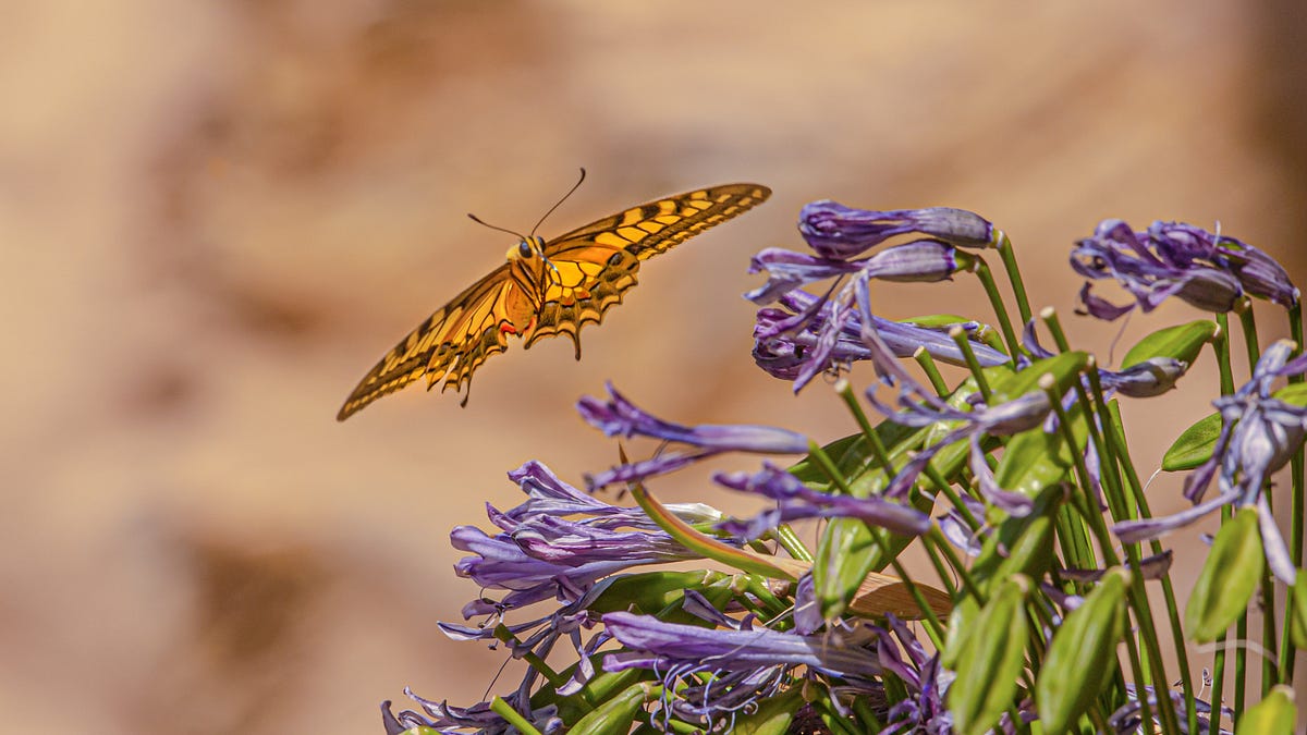 Have you ever heard of the butterfly effect? | by Martha Warriner ...