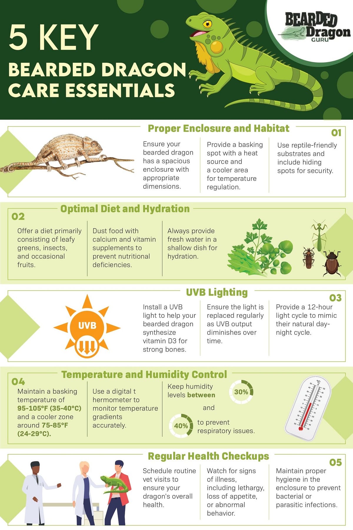 5 Key Bearded Dragon Care Essentials [Infographic] - Chris Camtell - Medium