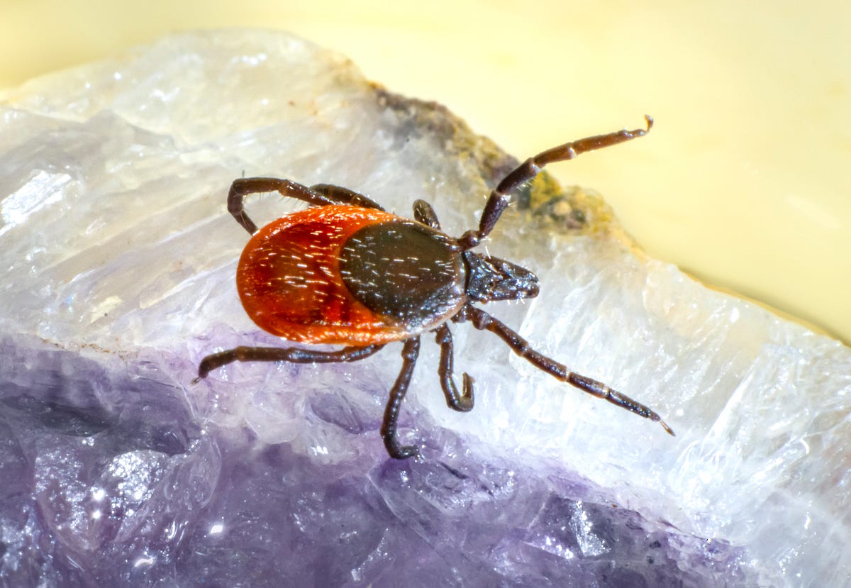 All The Articles I’ve Written About Lyme Disease | by Emily Forman ...