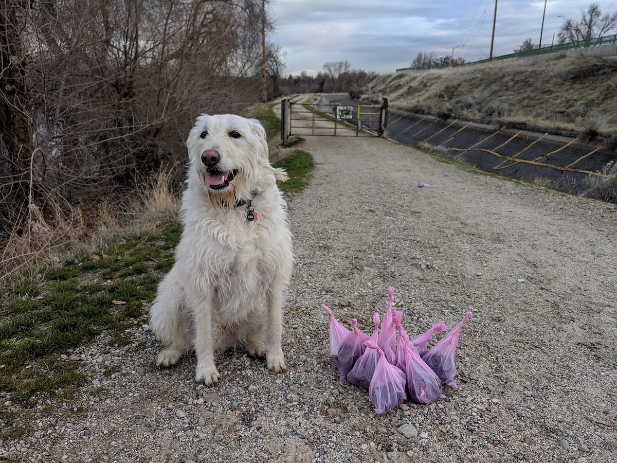 I’m picking up your dog’s shit.. Volunteer to pick up dog shit, keep ...