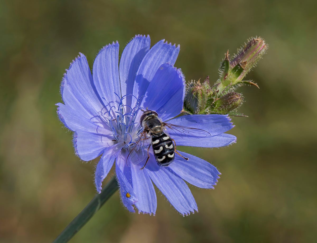 Hidden remedies: Chicory, the blue flower | by Dr. Victor Bodo | Mar ...