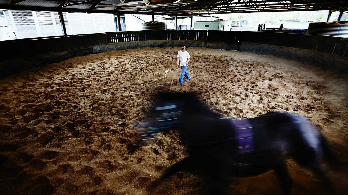 Muskoka Farm Horse Training NSW. M | by Muskoka Farm | Feb, 2024 | Medium