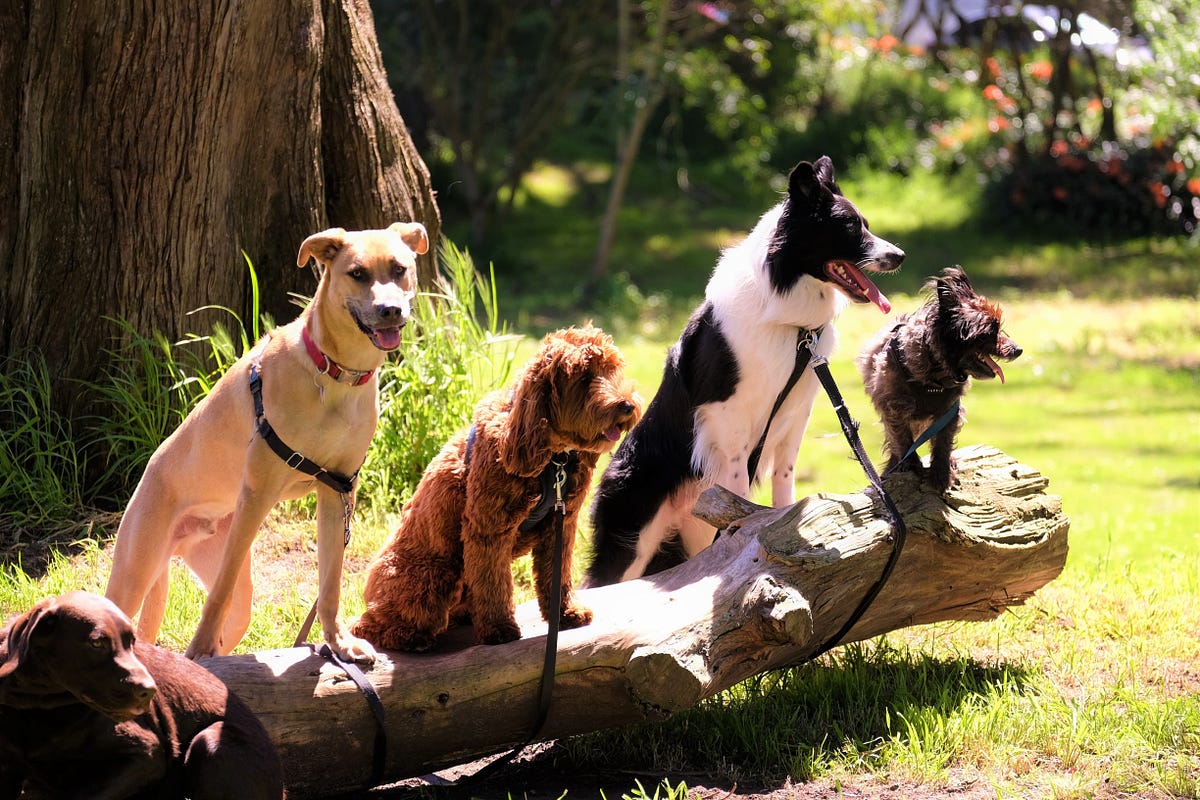 International World Dog Day. Today, on October 10th, is… | by J. Godman ...