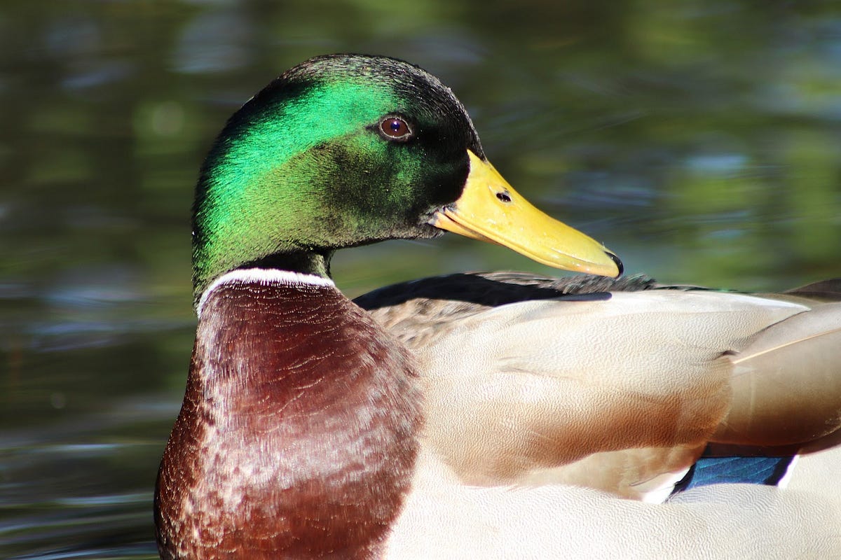 Mallard Duck Behavior and Identification: A Birdwatching Guide for 2022 ...