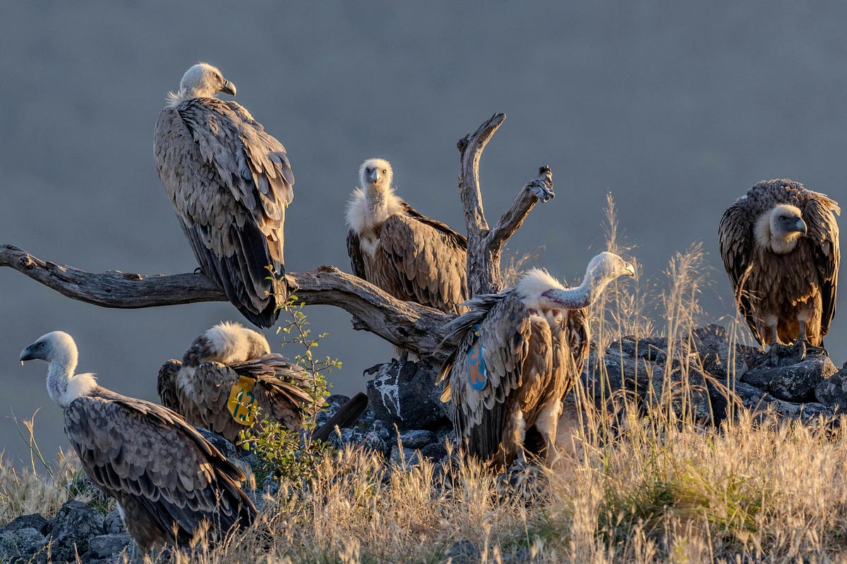 Why Did Vultures Almost Go Extinct? (And Why It Was a Disaster) | by ...