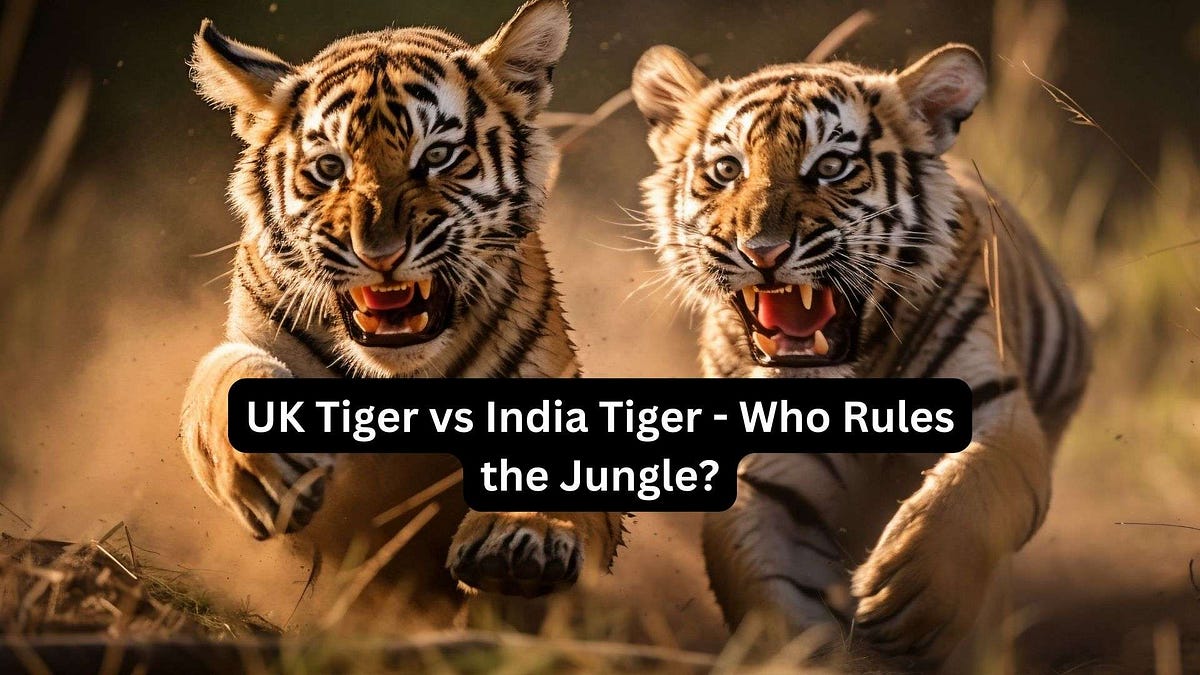 UK Tiger vs India Tiger — Who Rules the Jungle? | by Anshul sharma | Medium