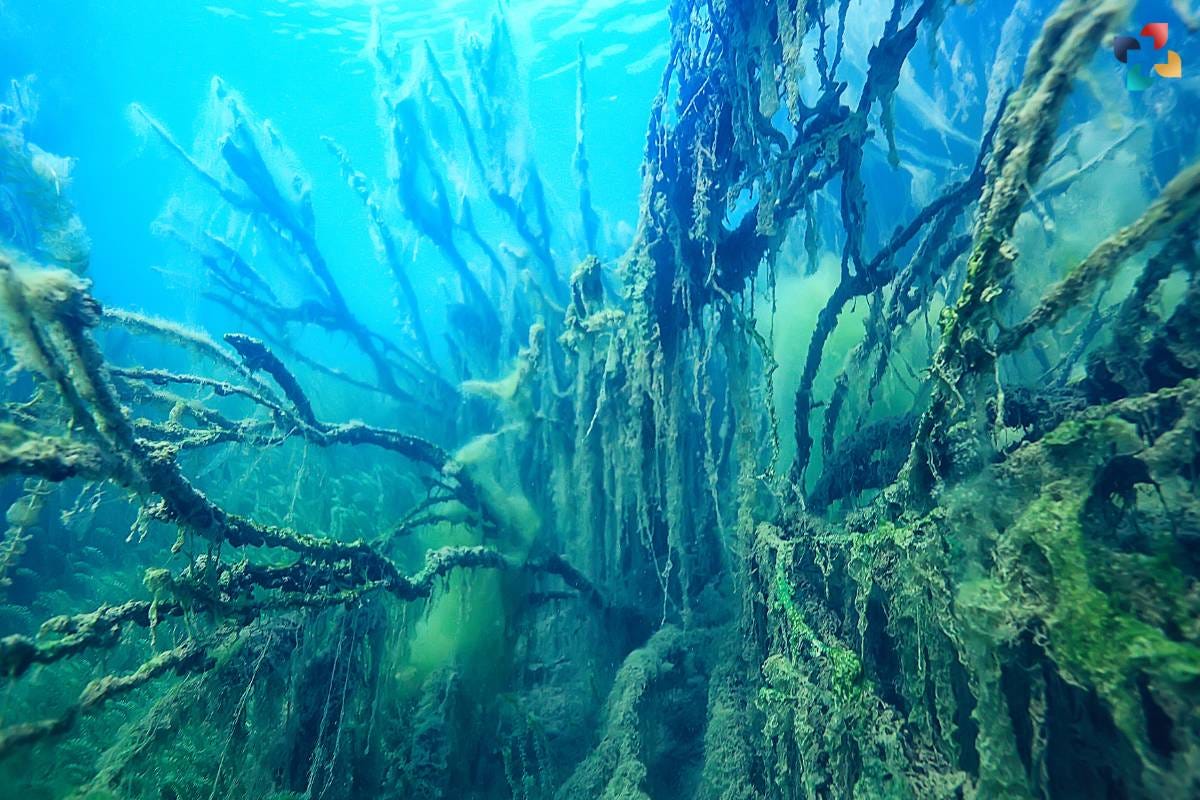 Understanding Ocean Acidification: Causes, Effects, and Solutions | by ...