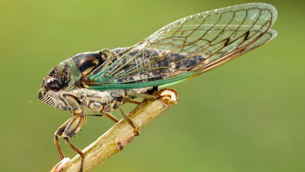 9 Insights: The Historic Brood XIX Cicada Emergence in 2024 | by Davin ...