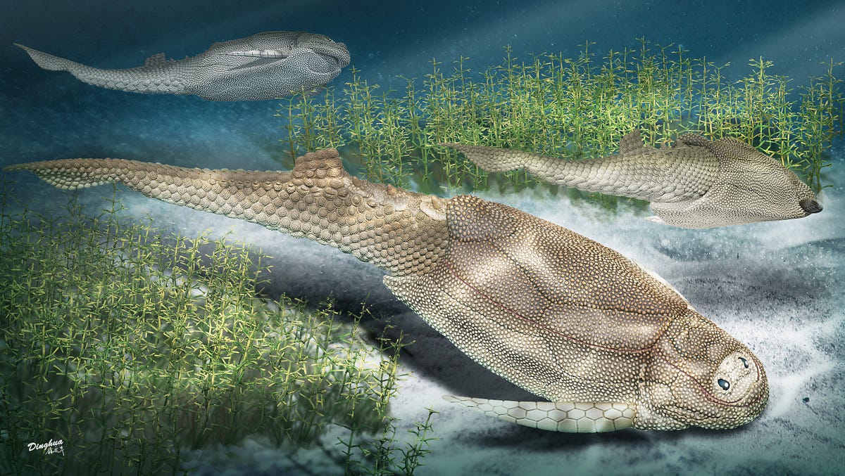 How the jawed fish got its scales | by eLife | Life on Earth | Medium