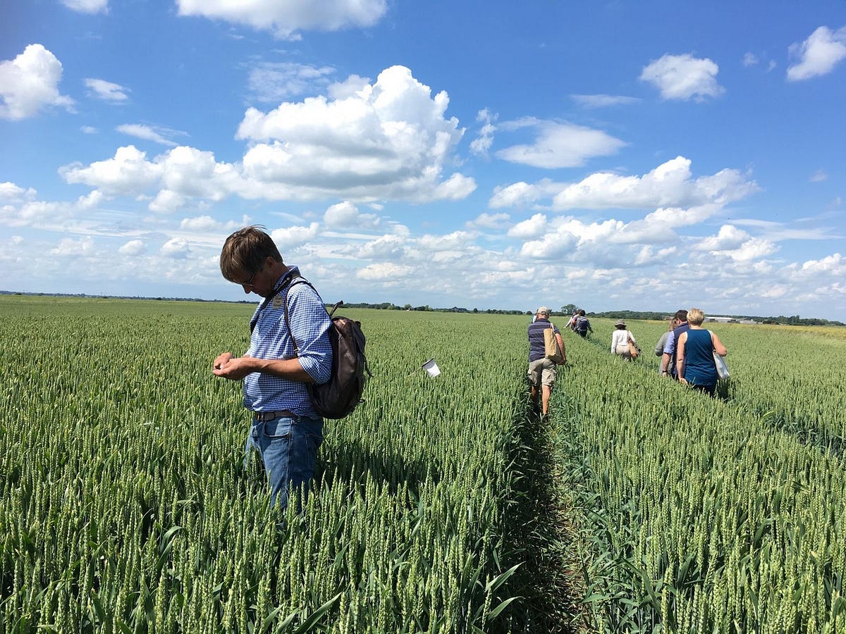 A Field of Wheat: a year of co-farming | by Farmerama | Medium