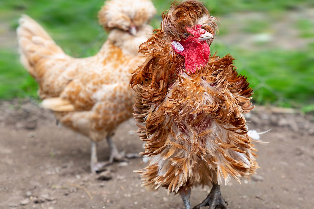 What Breeds Make a Frizzle Chicken? Origins and Distinct Traits ...