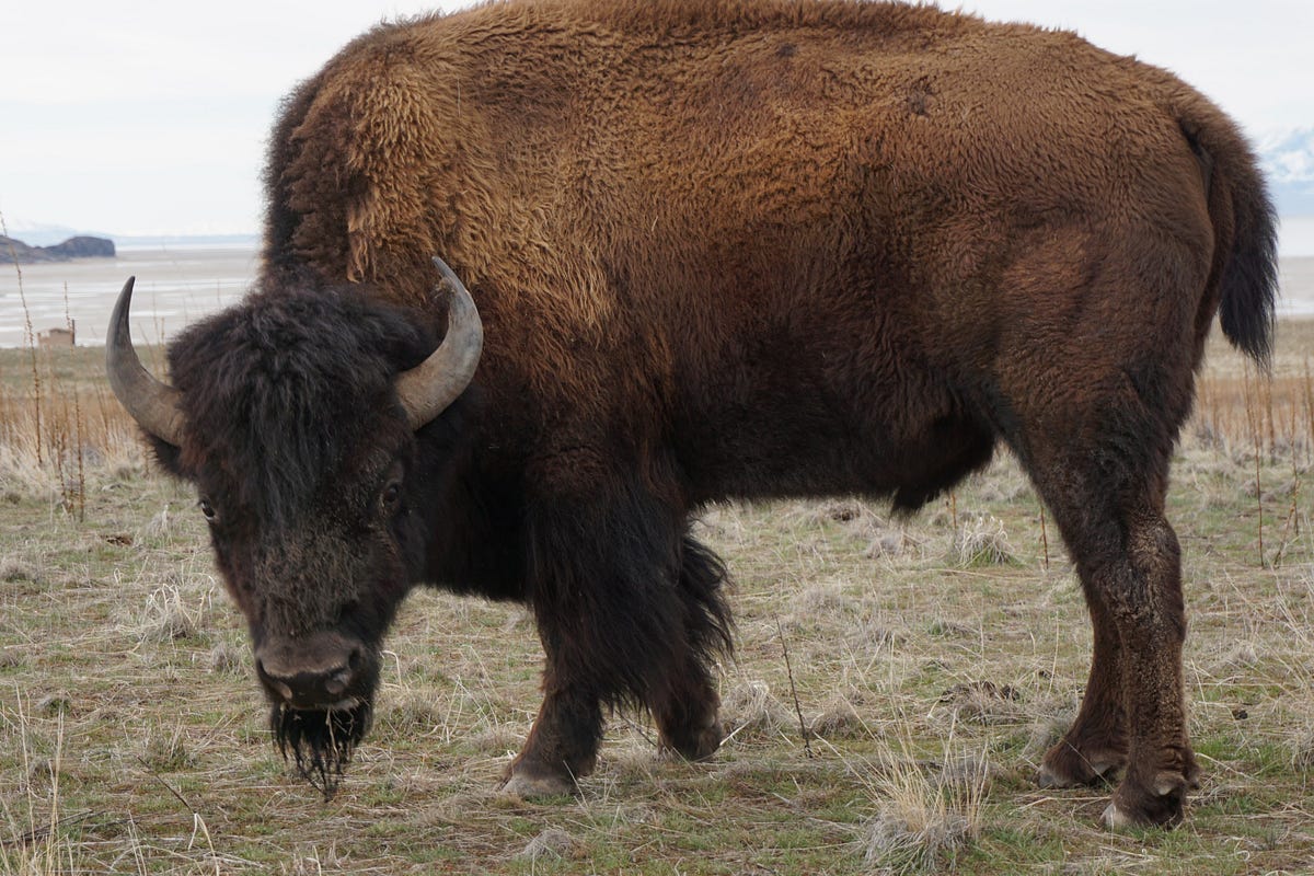 Big Buffalo - Jared Mckee - Medium