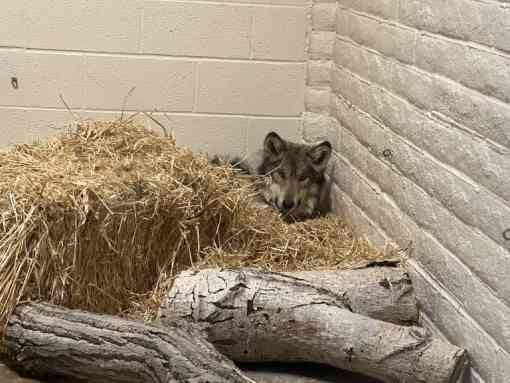 Finding Inspiration from a Three-legged Wolf | by Defenders of Wildlife ...