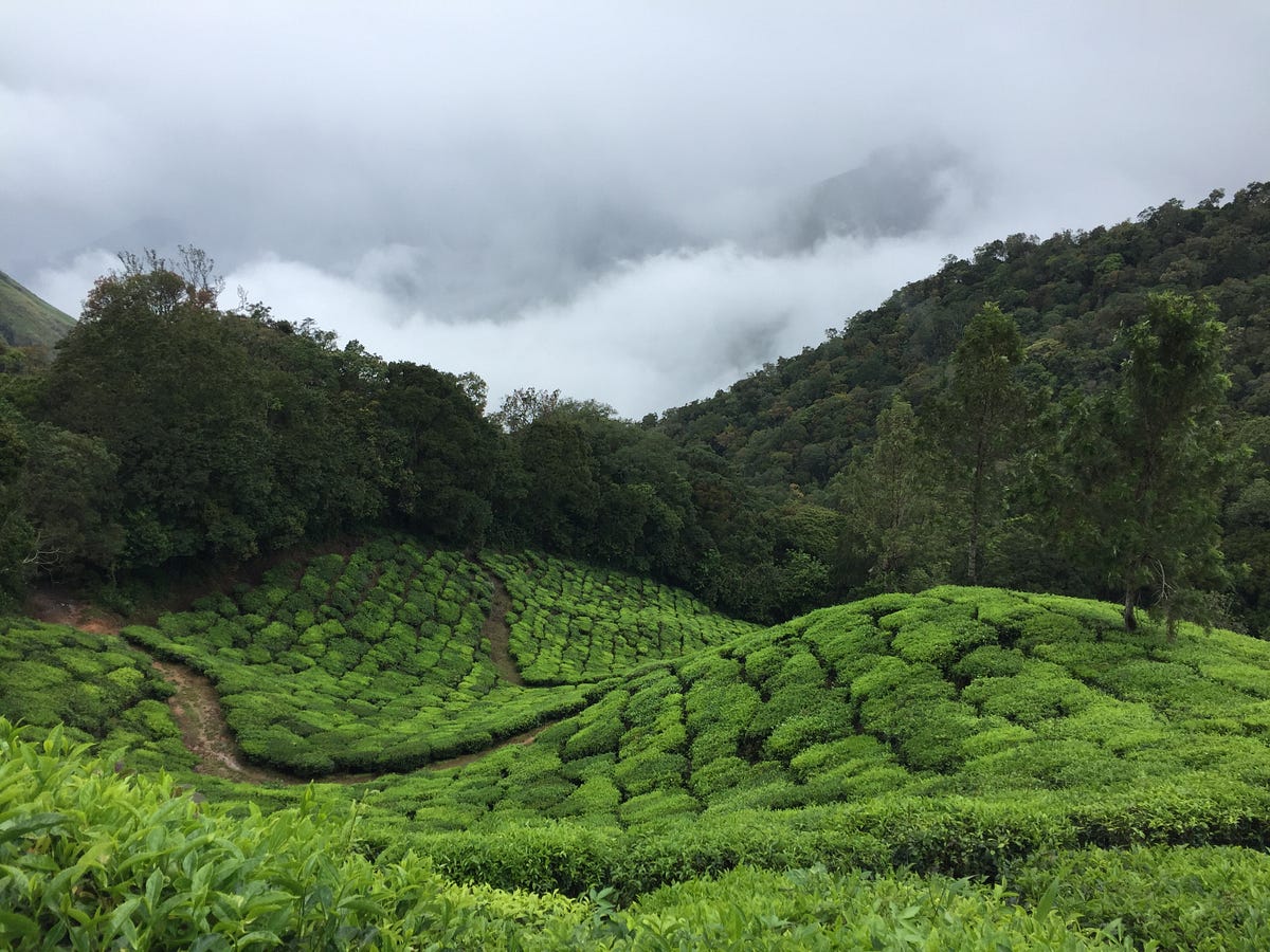 The Tea I got completely wrong about | by Binu Alex | capeofgoodhope ...