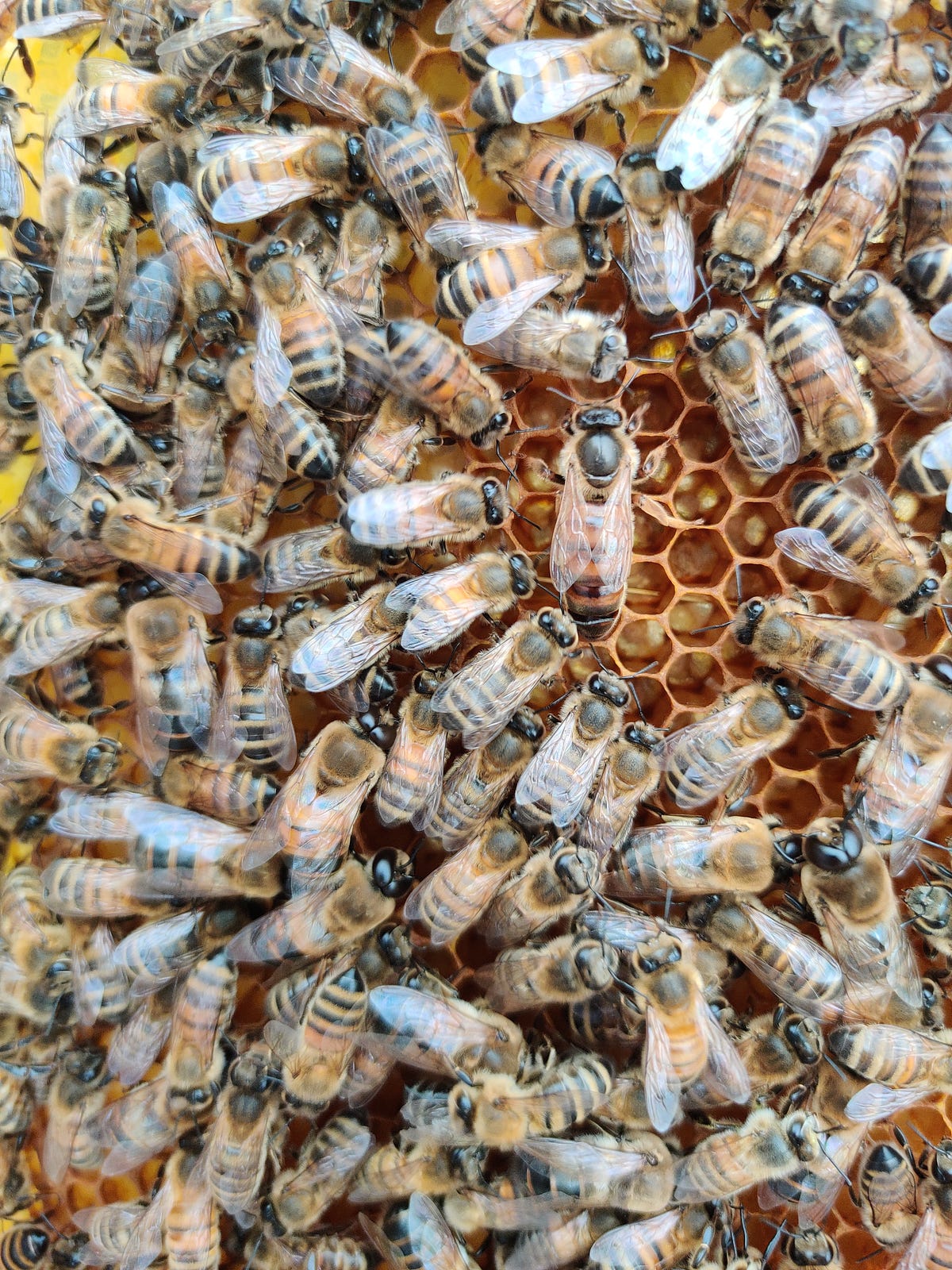 5 Ways Agile Swarming Can Improve Your Team’s Productivity | by ...
