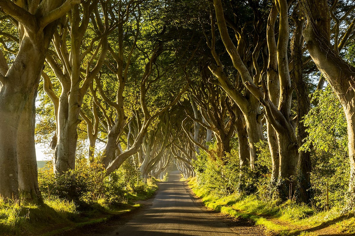 Building a Machine Learning Model with Random Forest | by Neslihan ...