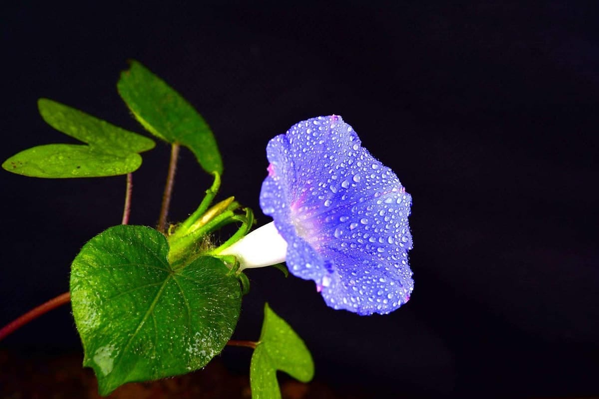 The Beauty of Ipomoea Nil: A Guide to Growing and Caring | by Peggie ...