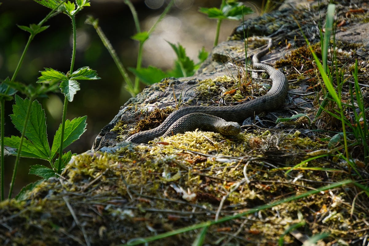 5 Insights I Gained into People from Encounters with Snakes | by Elton ...