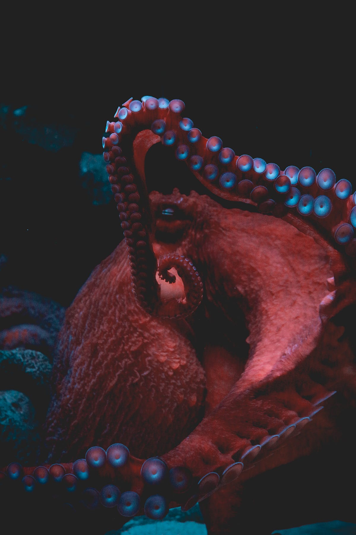 About Octopus Shipping. Octopus is a popular seafood delicacy… | by ...