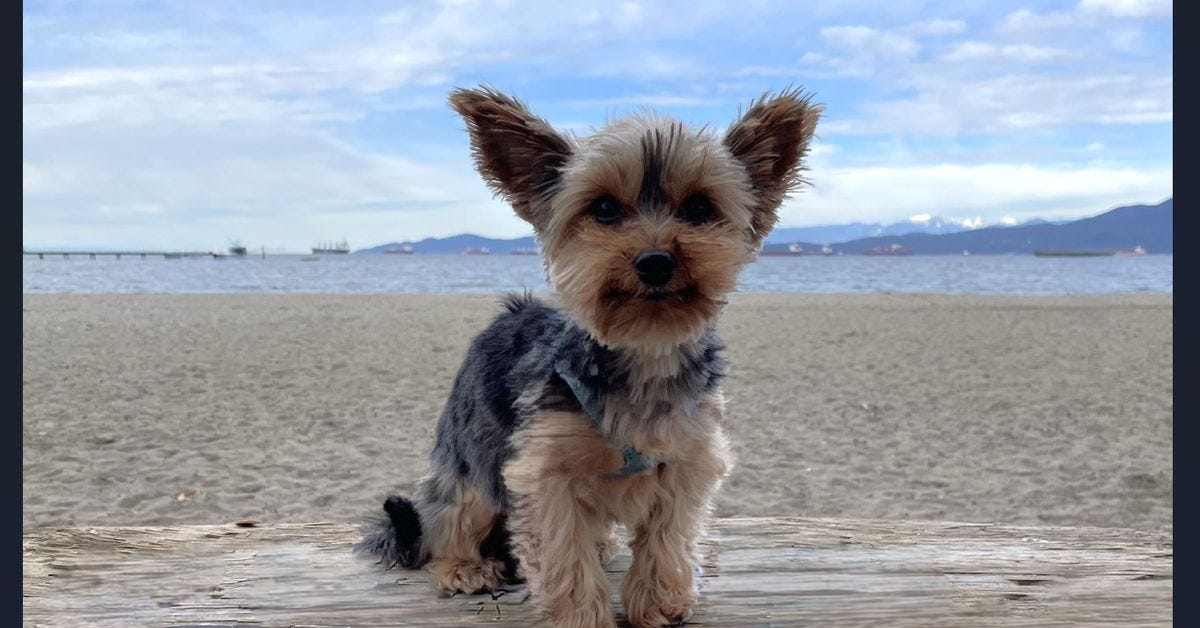 Microsoft Introduces Generative AI-Powered Object Eraser To Photos App ...