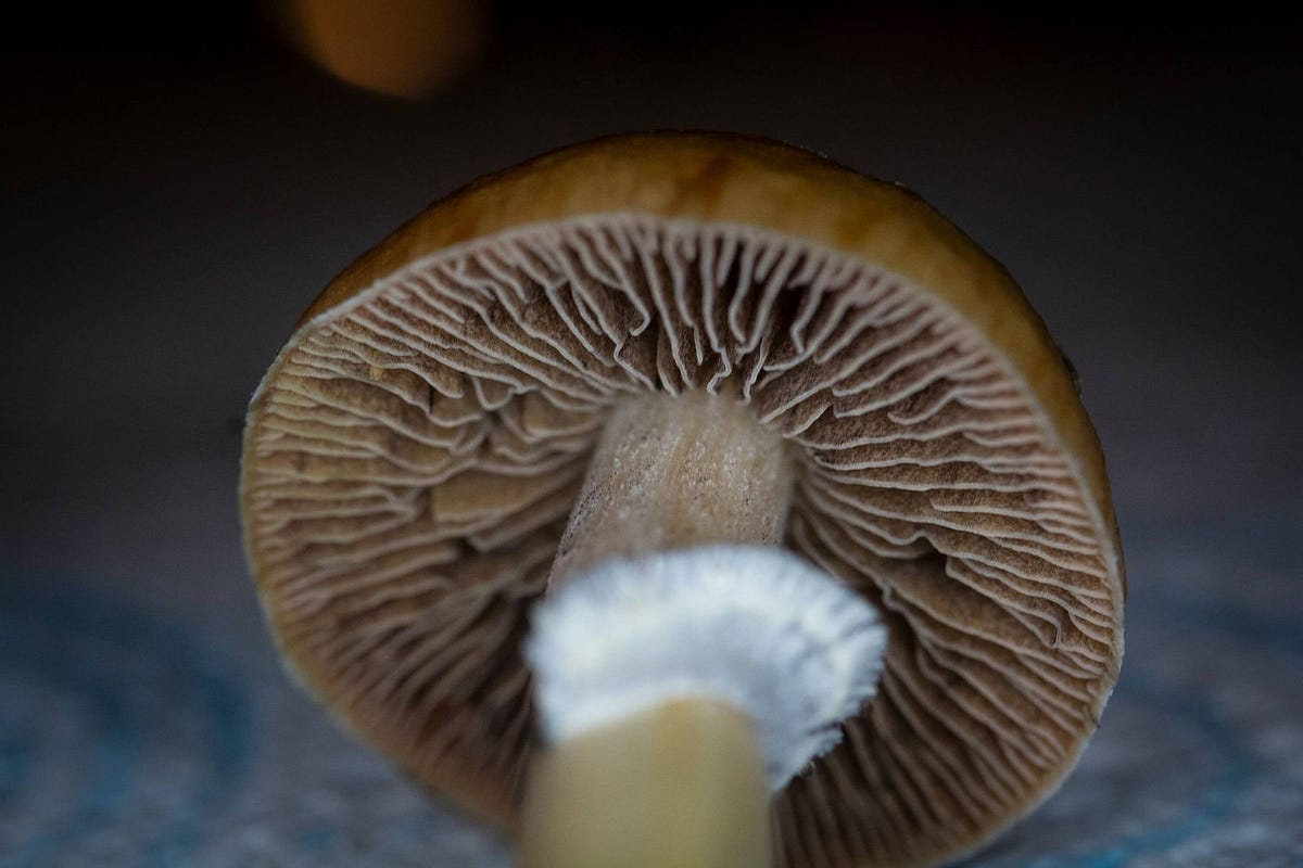 Mushroom Fabric: Is Clothing Made From Mushrooms & Mycelium Cells The ...