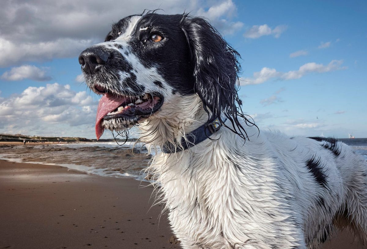 Living with a Llewellin Setter: A Glimpse into the World of an ...