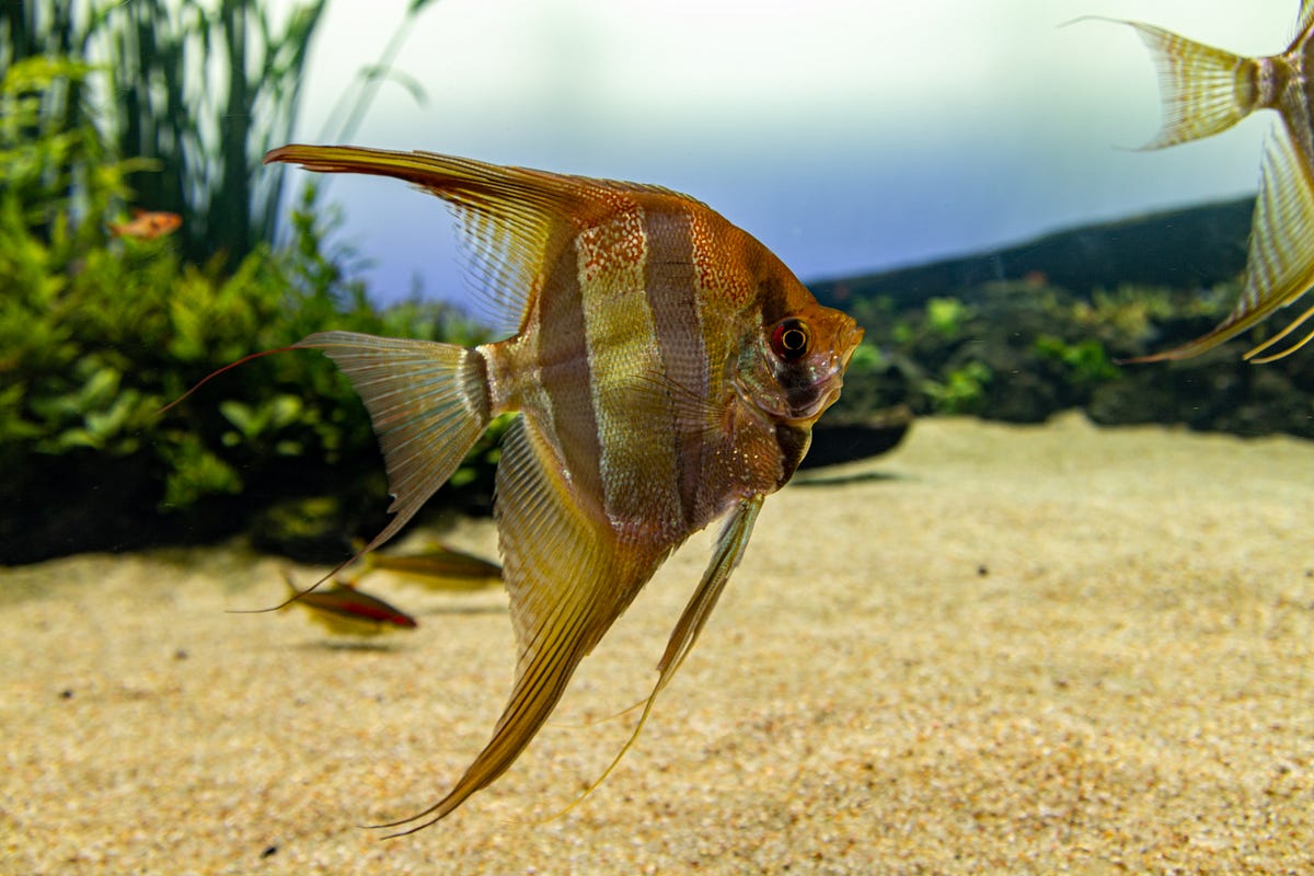 Our Latest Project. The Cory Tank | by Tabitha Low | May, 2023 | Medium
