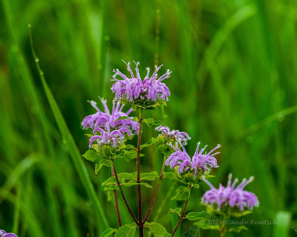 Prairie Wildflowers on a Rainy Summer Morning | by Randy Runtsch ...
