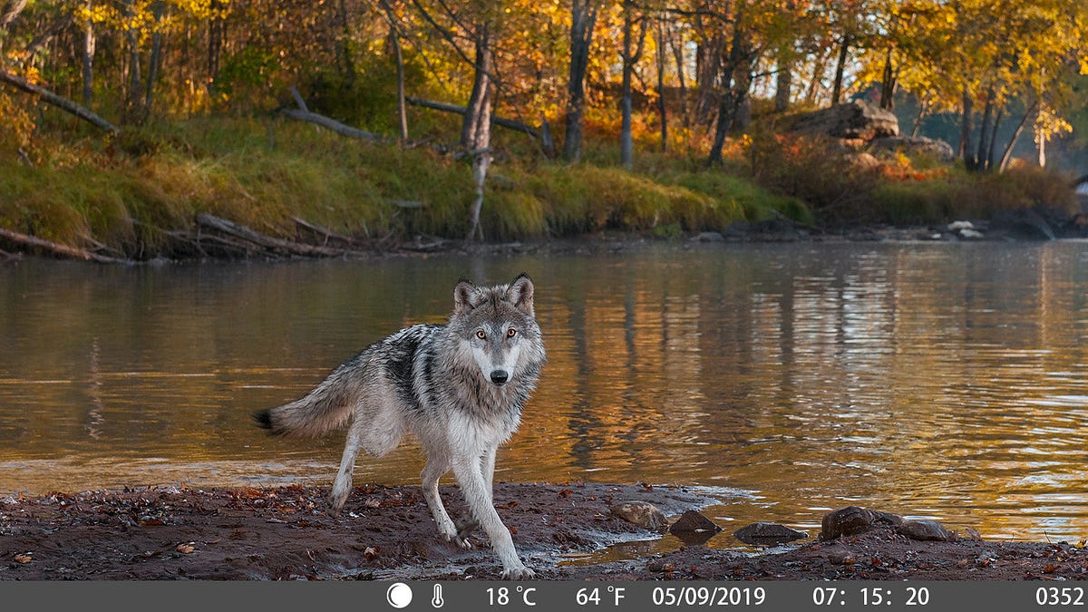 5 Best Trail Cameras For 2016 That Use Solar Power To Stay Powered Up ...