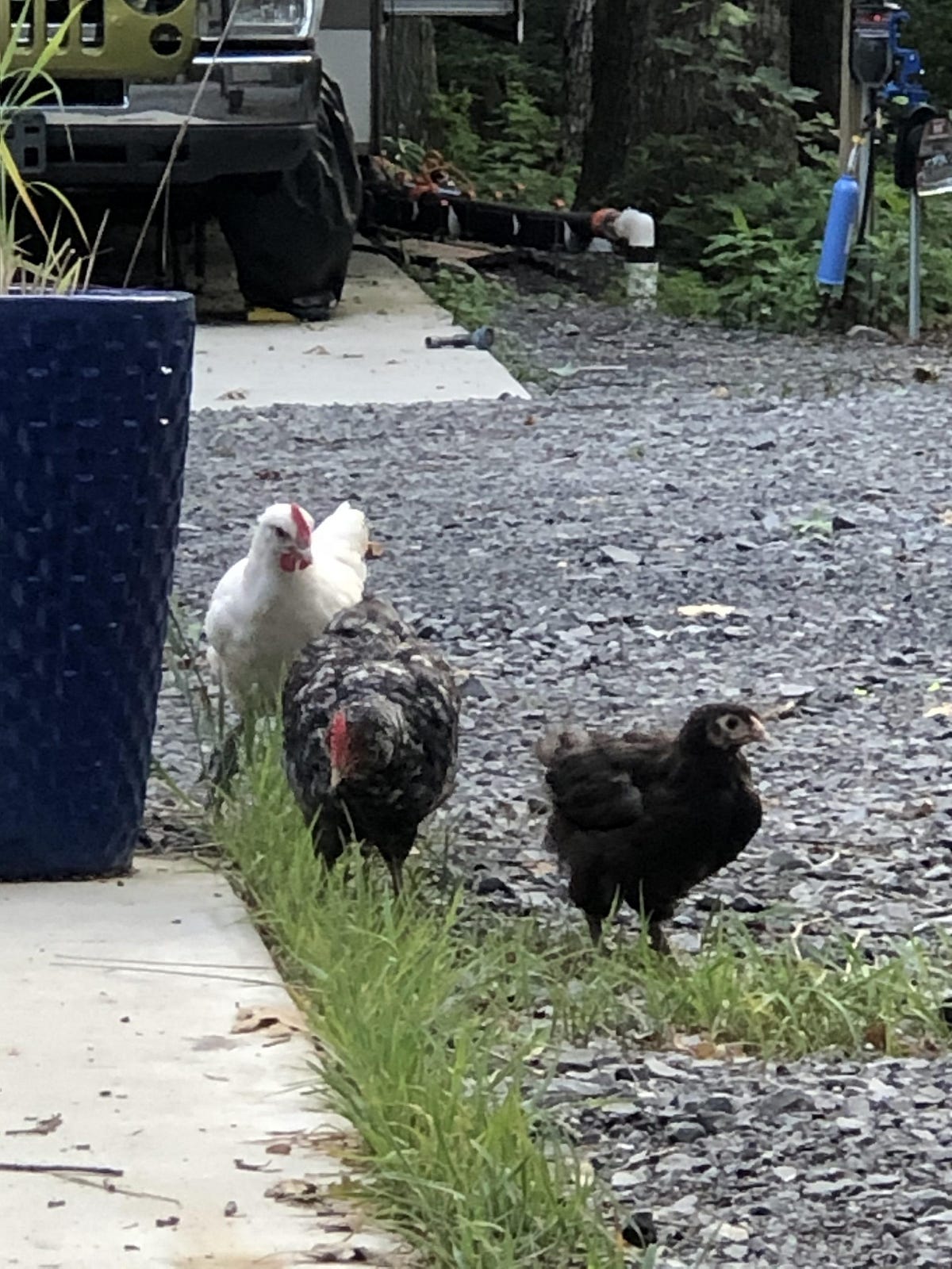 What Reasons Why Backyard Chickens Make Excellent Pets? - Backyard ...